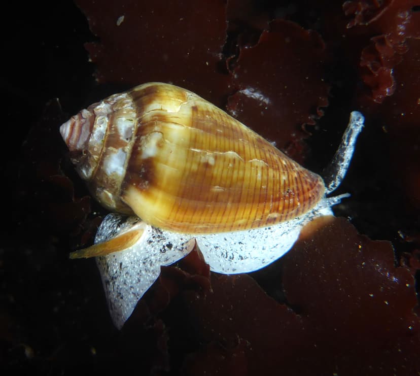 Cone Snails (Conidae) – Complete Overview & Care Guides | Reeflings