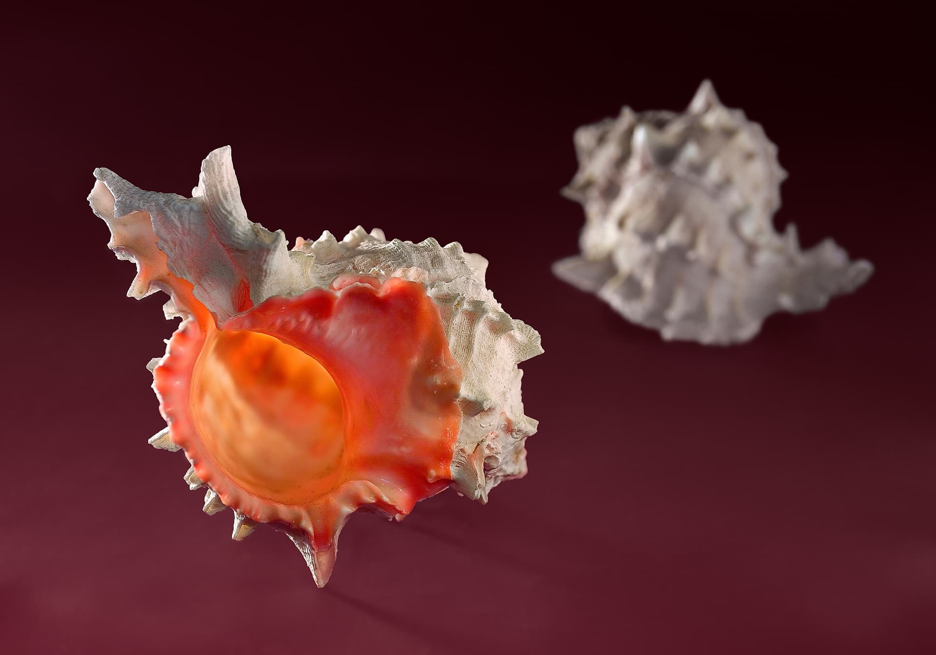 Pink Mouthed Murex (Phyllonotus erythrostomus) – Complete Care Guide ...