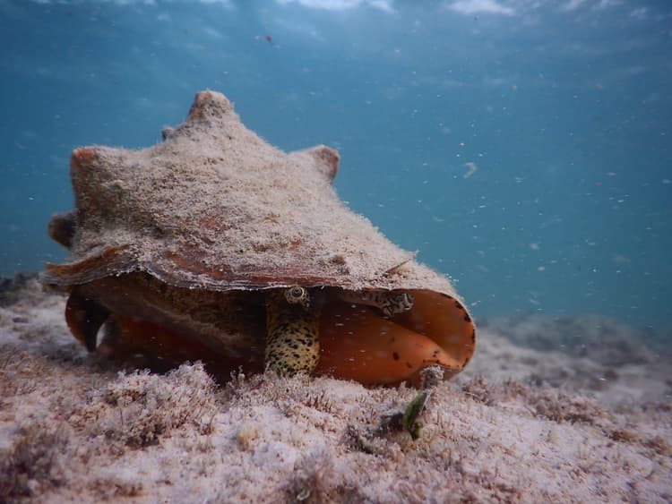 Queen Conch (Aliger gigas) – Complete Care Guide | Reeflings