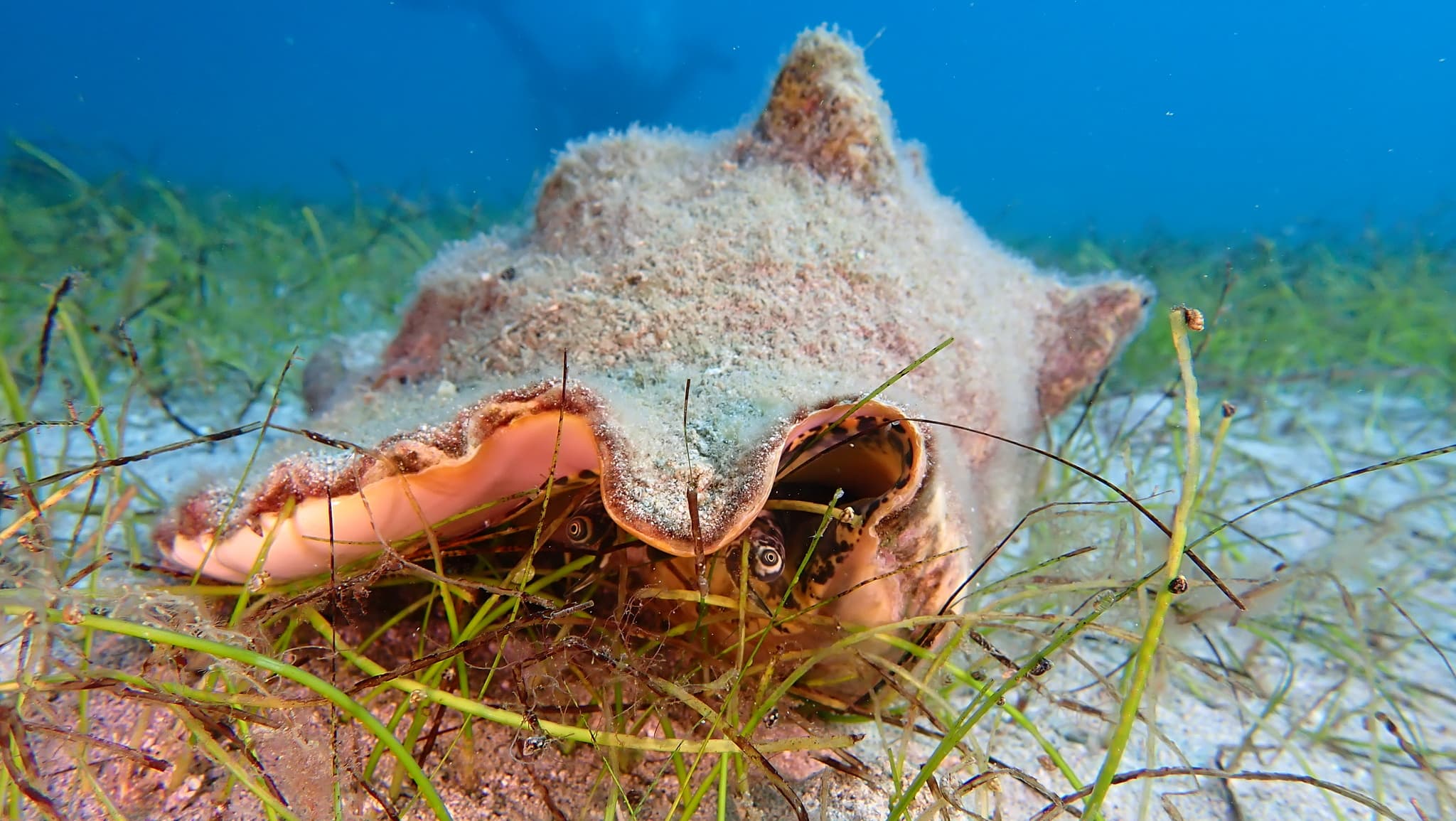 Queen Conch (Aliger gigas) – Complete Care Guide | Reeflings