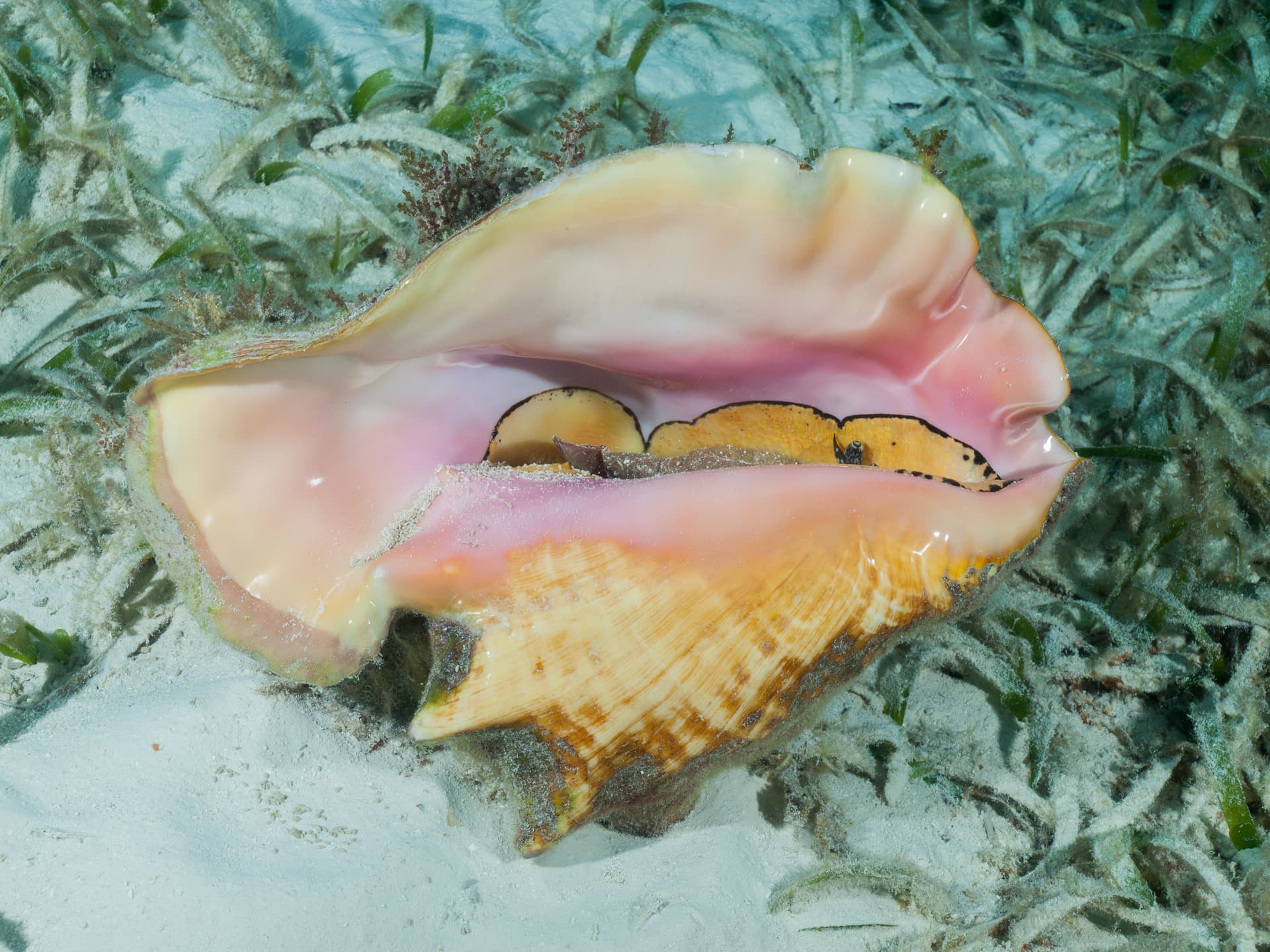 Queen Conch (Aliger gigas) – Complete Care Guide | Reeflings