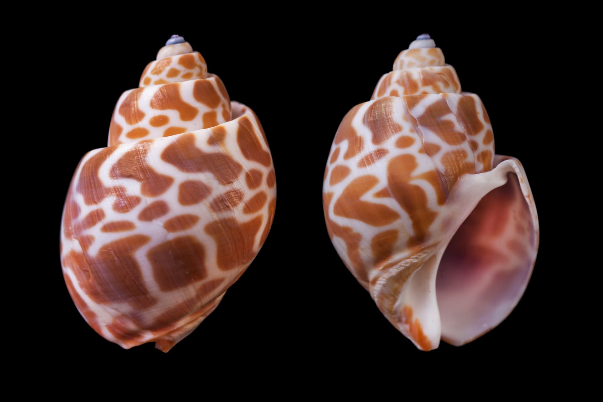 Spiral Babylon Snail (Babylonia spirata) – Complete Care Guide | Reeflings