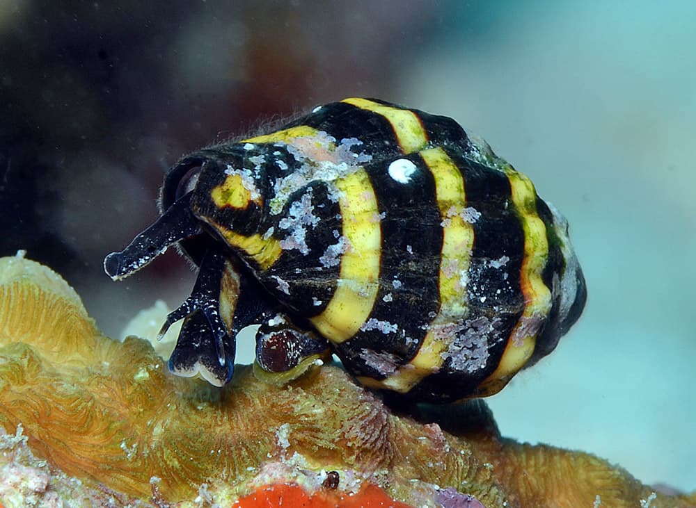 Bumblebee Snail (Engina mendicaria) – Complete Care Guide | Reeflings