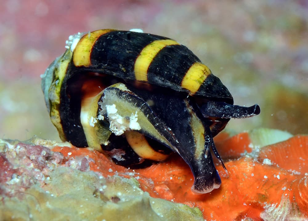 Bumblebee Snail (Engina mendicaria) – Complete Care Guide | Reeflings