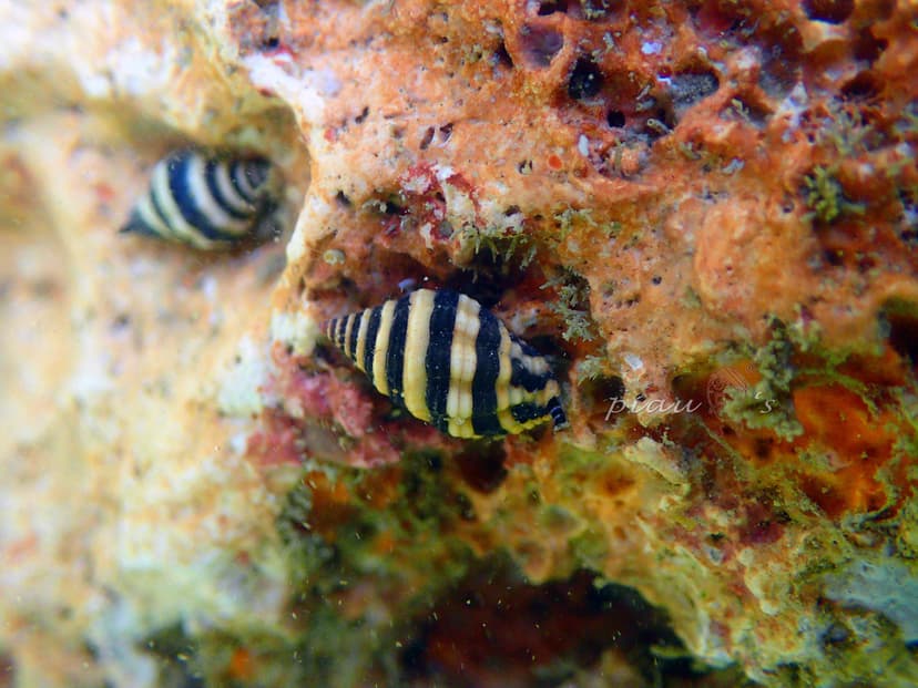 Bumblebee Snail (Engina mendicaria) – Complete Care Guide | Reeflings
