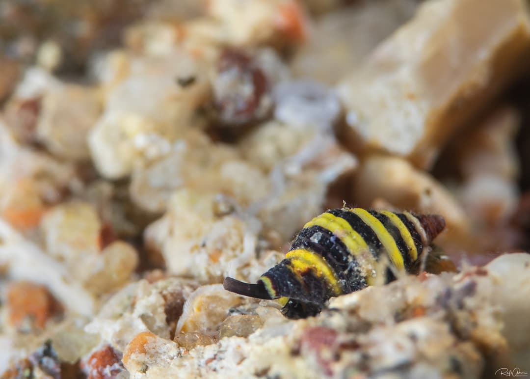 Bumblebee Snail (Engina mendicaria) – Complete Care Guide | Reeflings