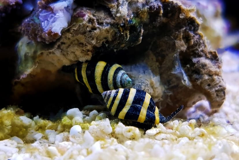 Bumblebee Snail (Engina mendicaria) – Complete Care Guide | Reeflings