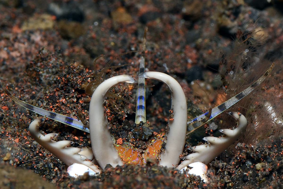 Bobbit Worm (Eunice aphroditois) – Complete Care Guide | Reeflings