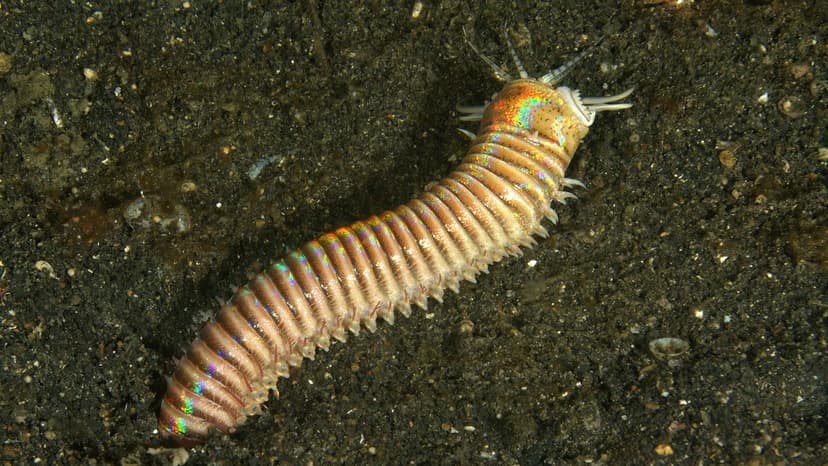 Bobbit Worm (Eunice aphroditois) – Complete Care Guide | Reeflings