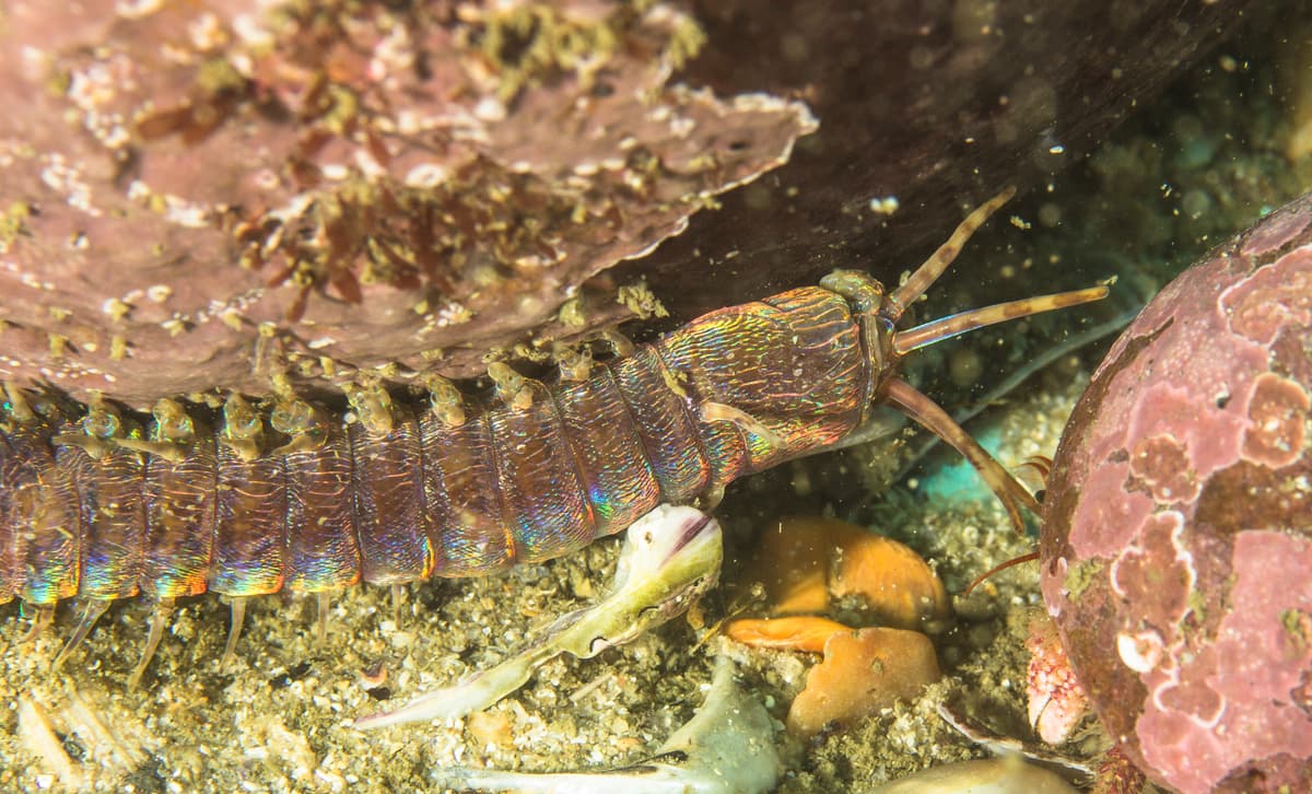 Bobbit Worm (Eunice aphroditois) – Complete Care Guide | Reeflings
