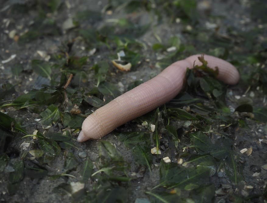 Peanut Worm (Sipunculus nudus) – Complete Care Guide | Reeflings