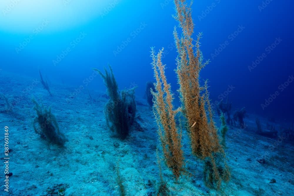 Sargassum Weed · Sargassum vulgare · Reeflings Library