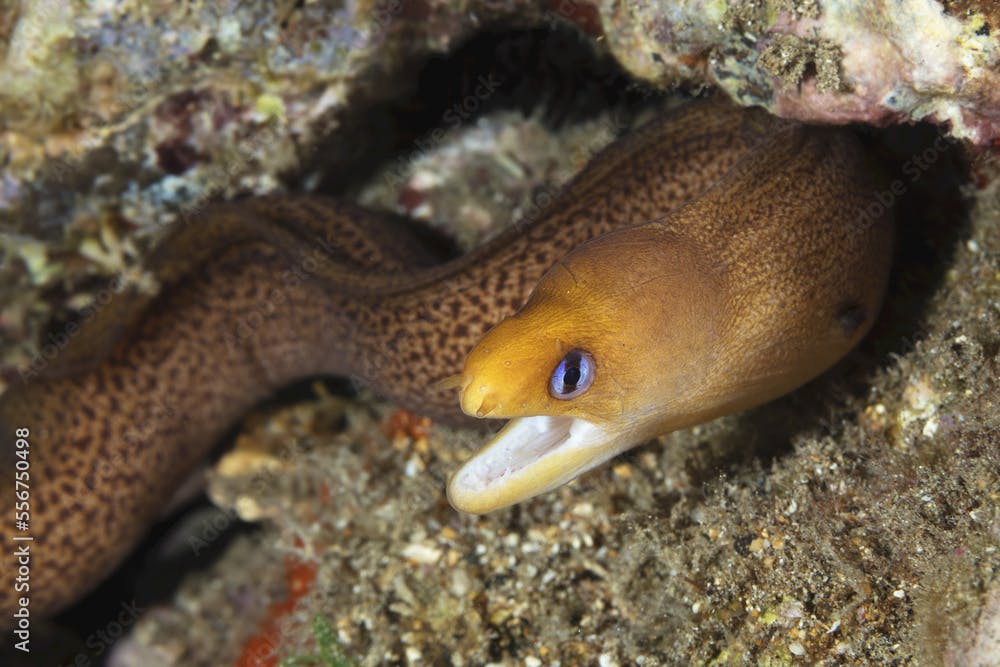 Dwarf moray · Gymnothorax melatremus · Reeflings Library