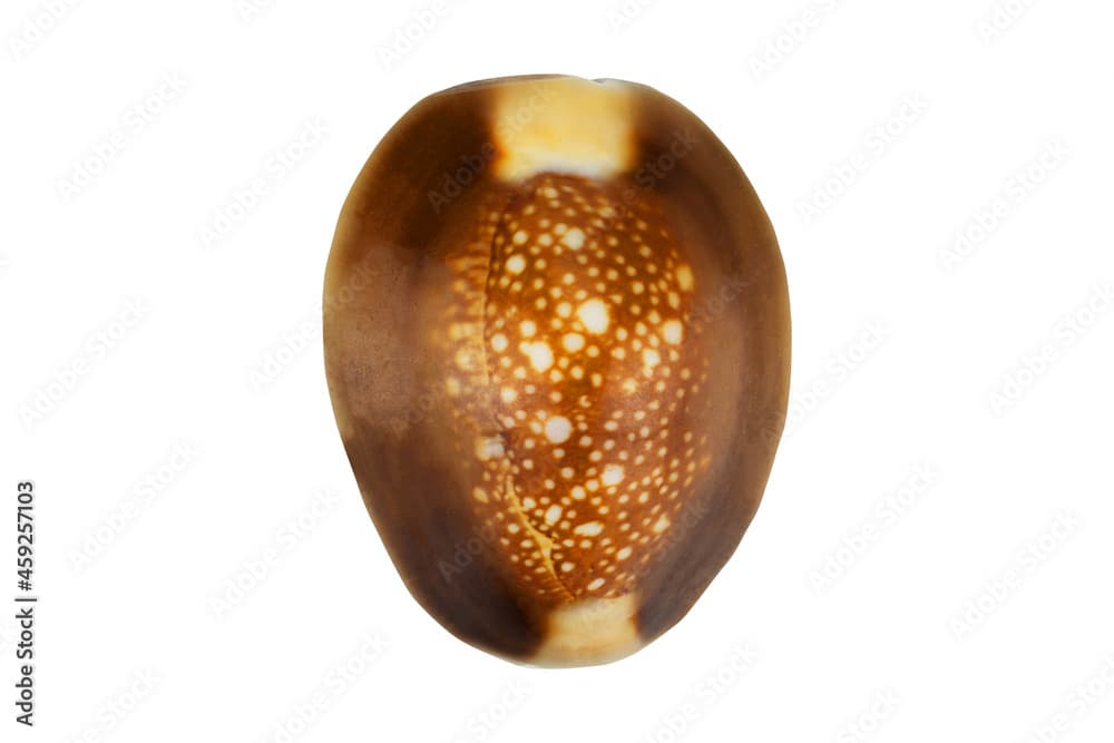 Serpent's head cowry · Monetaria caputserpentis · Reeflings Library