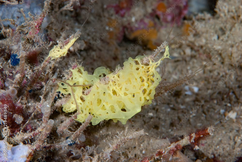 yellow Clathrina · Clathrina clathrus · Reeflings Library