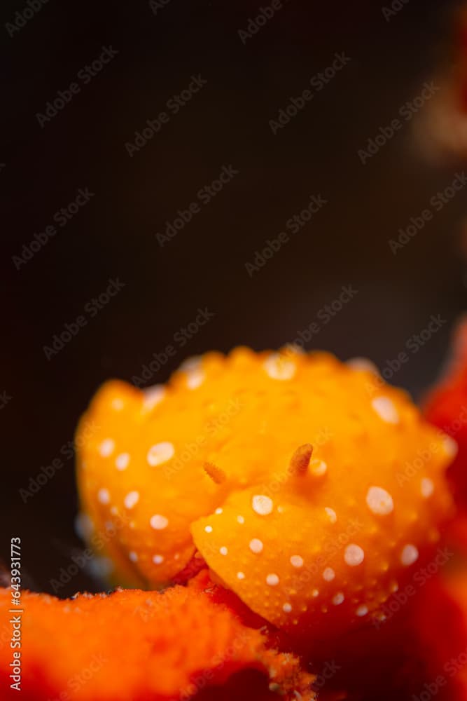 Blue nudibranch · Phyllidia picta · Reeflings Library