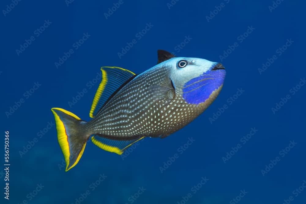 Gilded triggerfish · Xanthichthys auromarginatus · Reeflings Library