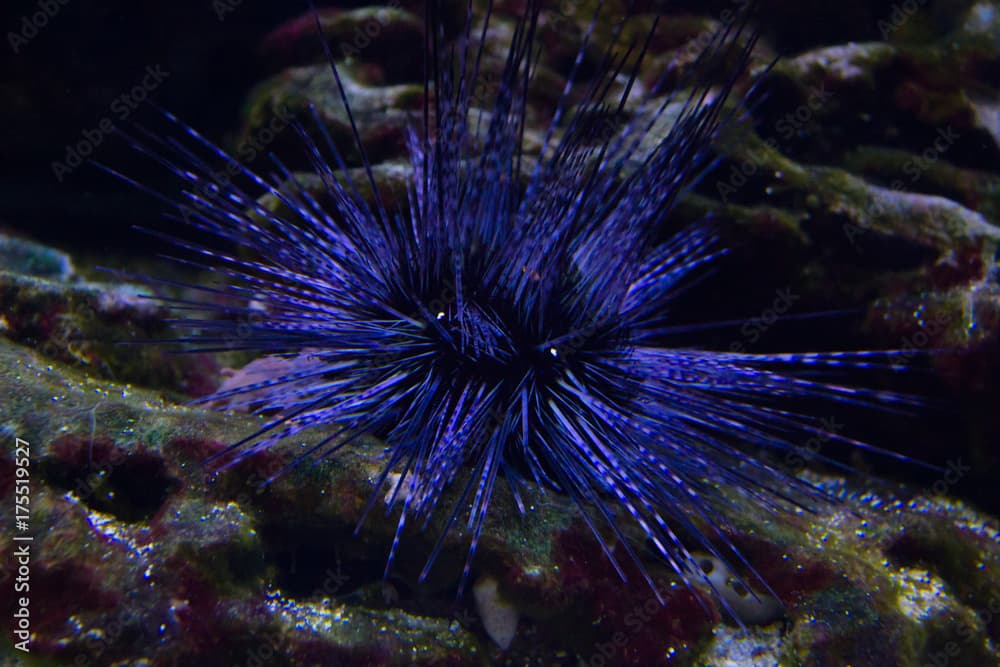 Green Urchin · Echinometra viridis · Reeflings Library