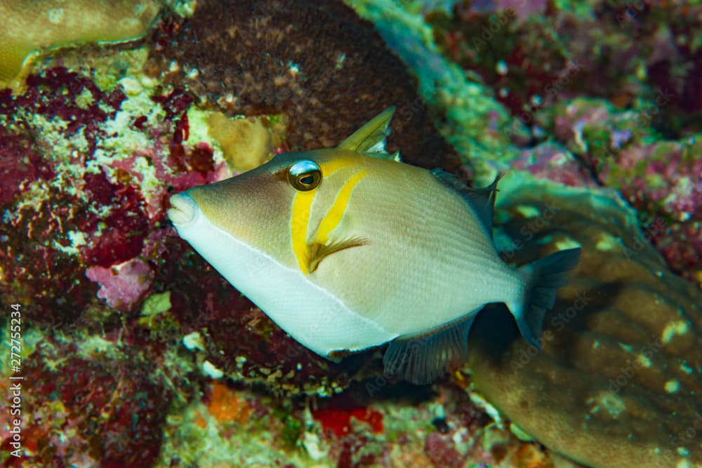 Boomerang triggerfish · Sufflamen bursa · Reeflings Library