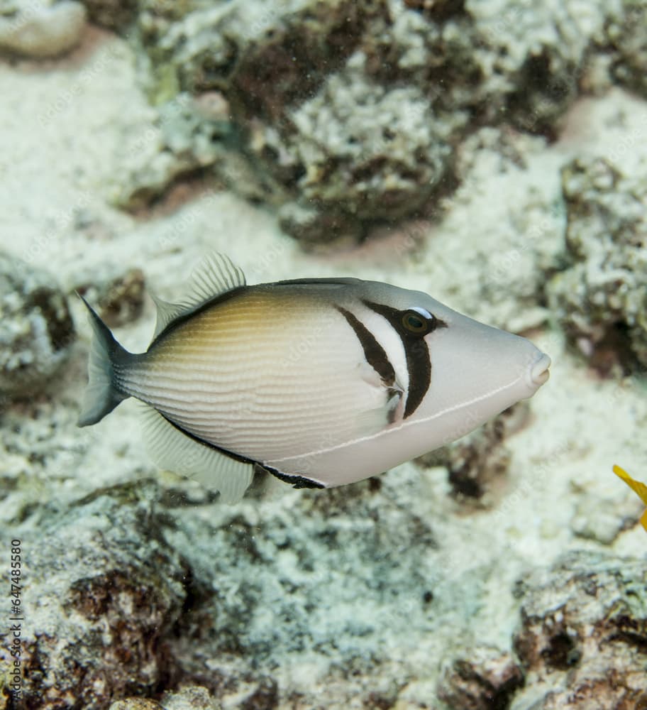 Boomerang triggerfish · Sufflamen bursa · Reeflings Library