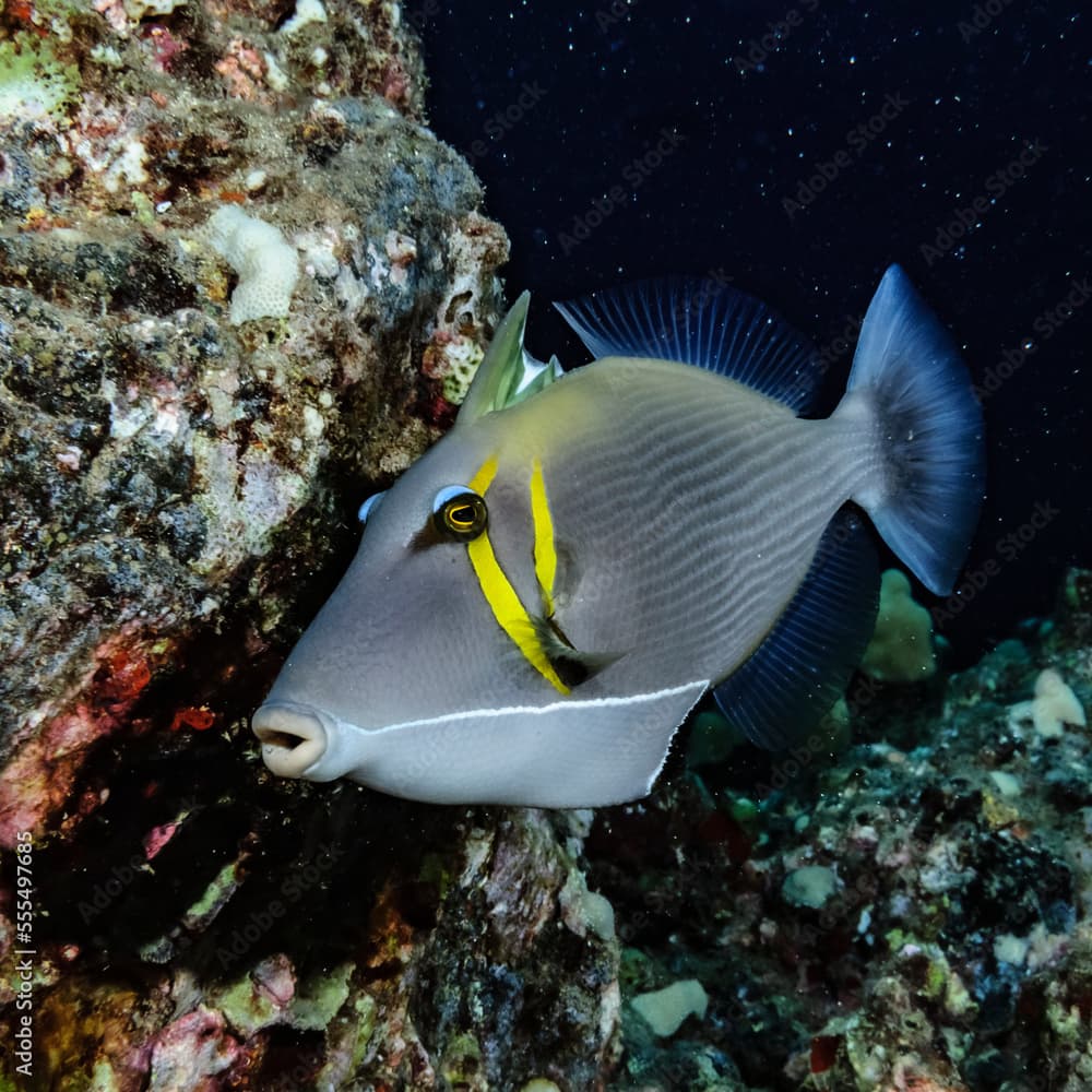 Boomerang triggerfish · Sufflamen bursa · Reeflings Library