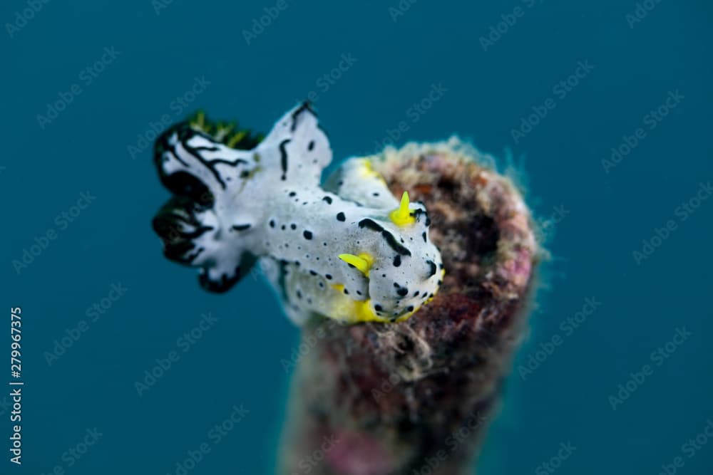Green and black gill guard slug · Aegires serenae · Reeflings Library