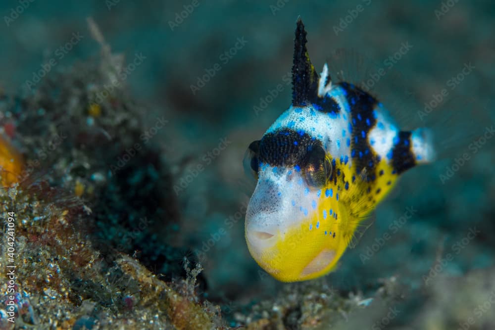 spotted triggerfish · Balistes punctatus · Reeflings Library