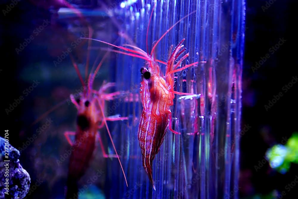 Peppermint Shrimp · Lysmata bahia · Reeflings Library
