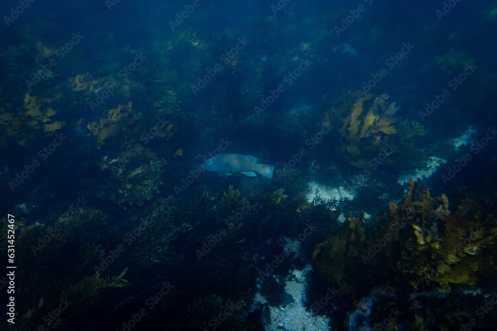 Blue grouper · Epinephelus morrhua · Reeflings Library