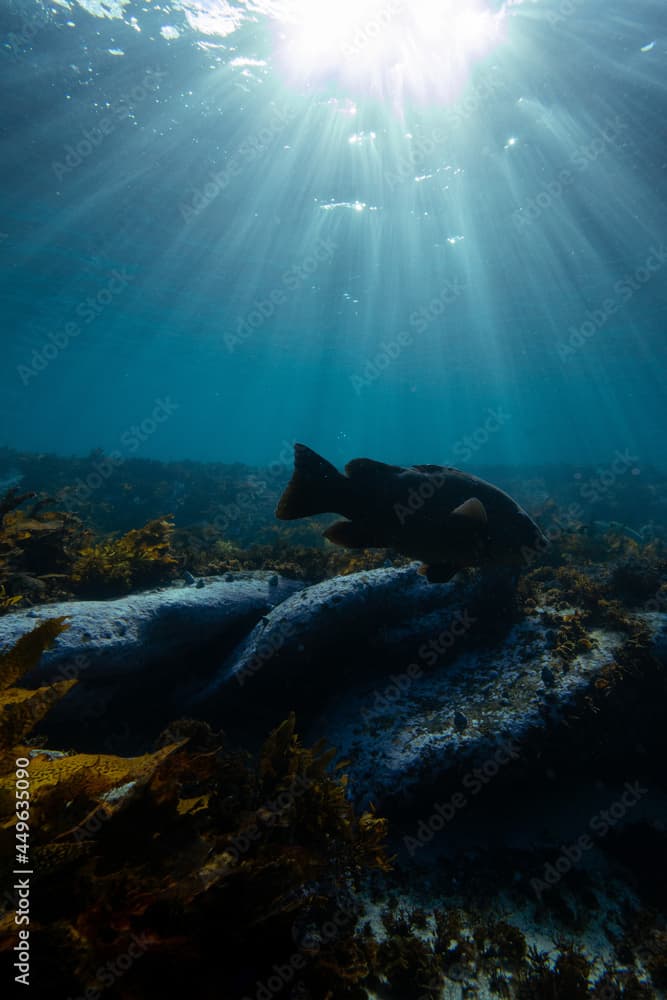 Blue grouper · Epinephelus morrhua · Reeflings Library
