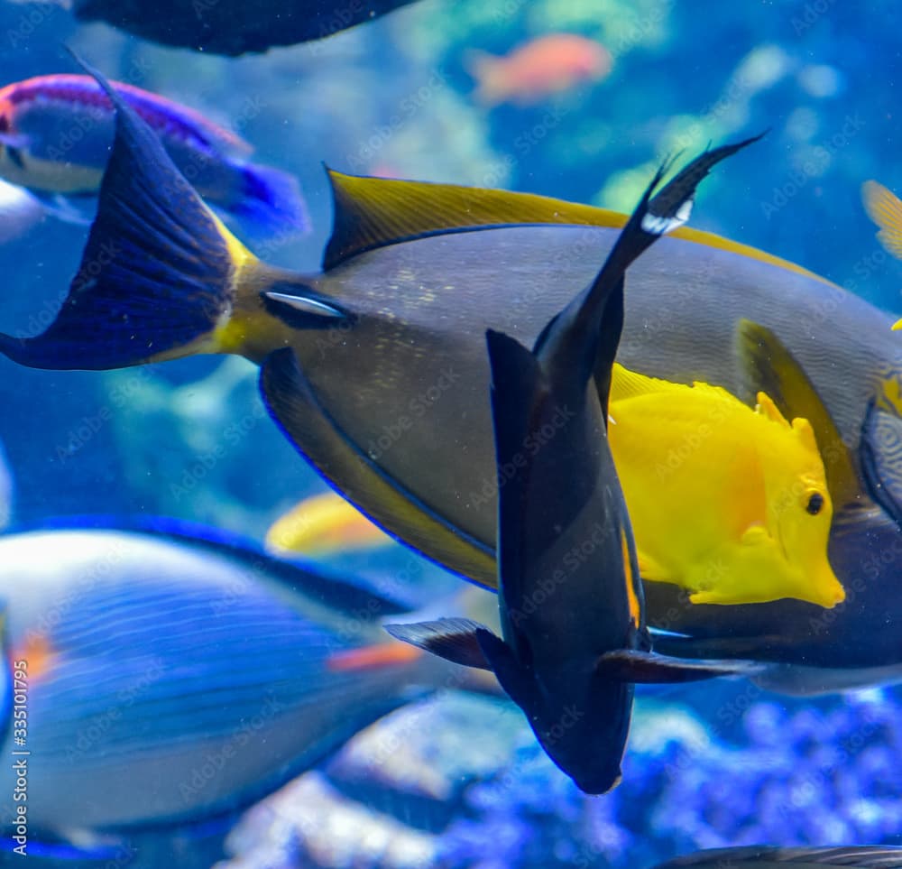 Blue grouper · Epinephelus morrhua · Reeflings Library