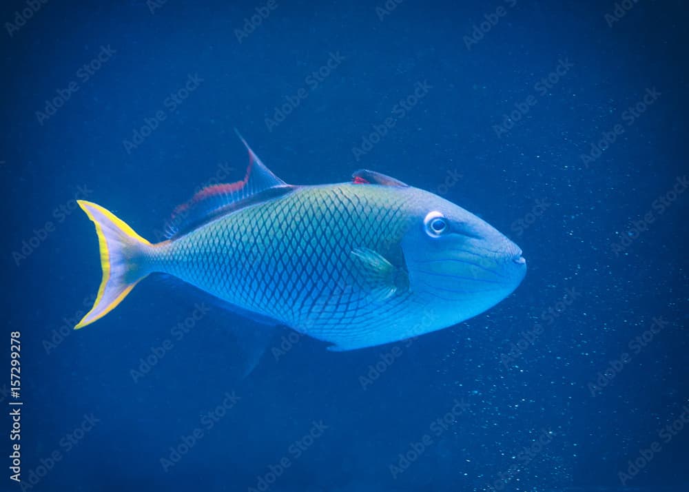 Blue-throat trigger · Xanthichthys mento · Reeflings Library