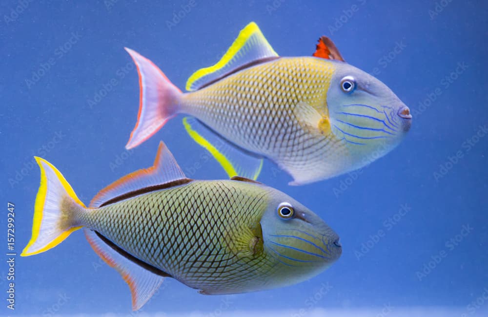 Blue-throat trigger · Xanthichthys mento · Reeflings Library