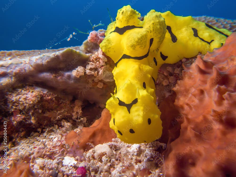 A nudibranch · Aegires minor · Reeflings Library