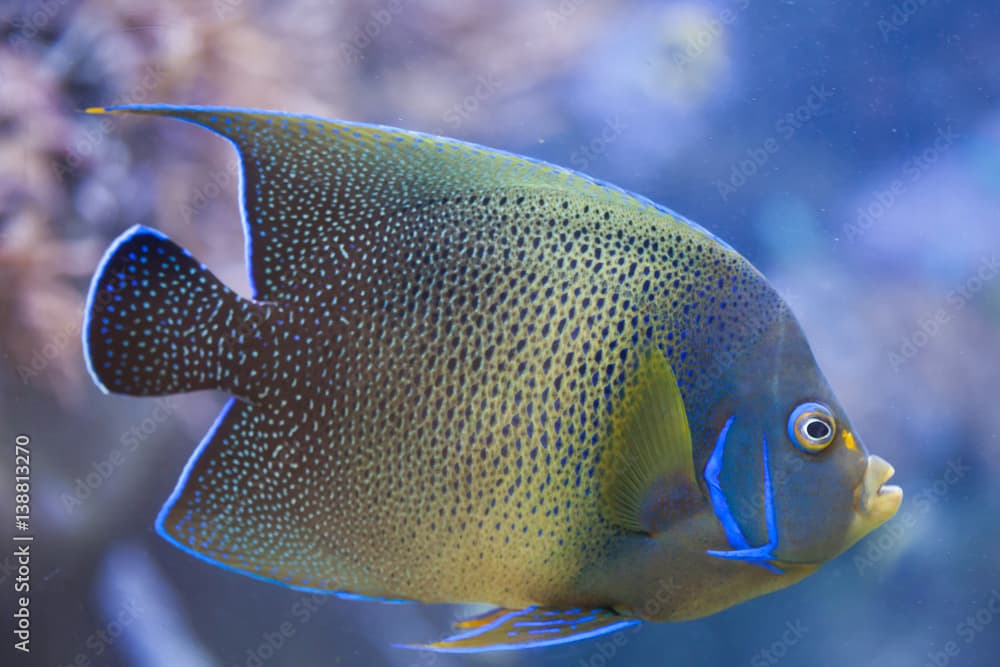 Semicircle angelfish · Pomacanthus semicirculatus · Reeflings Library