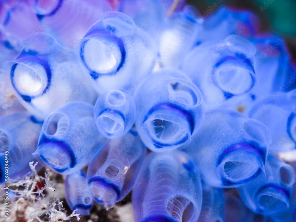 Painted Tunicate · Clavelina picta · Reeflings Library