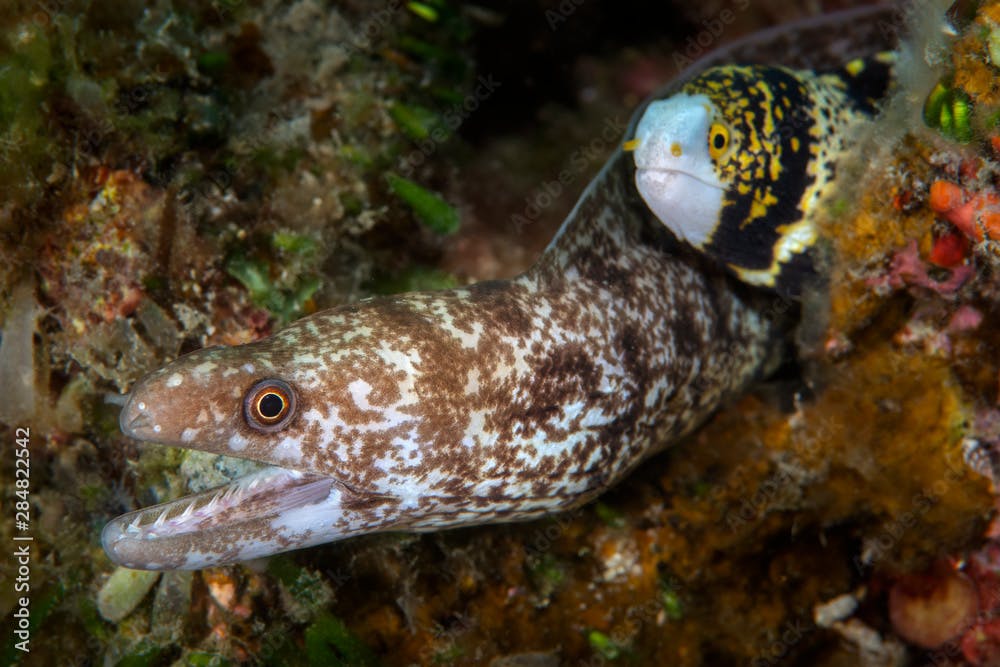 tiger moray · Gymnothorax enigmaticus · Reeflings Library