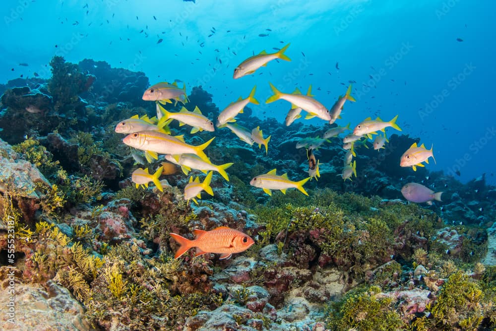 goatfish · Mulloidichthys martinicus · Reeflings Library