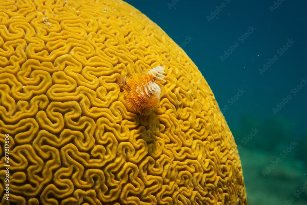 Coral worm · Salmacina dysteri · Reeflings Library