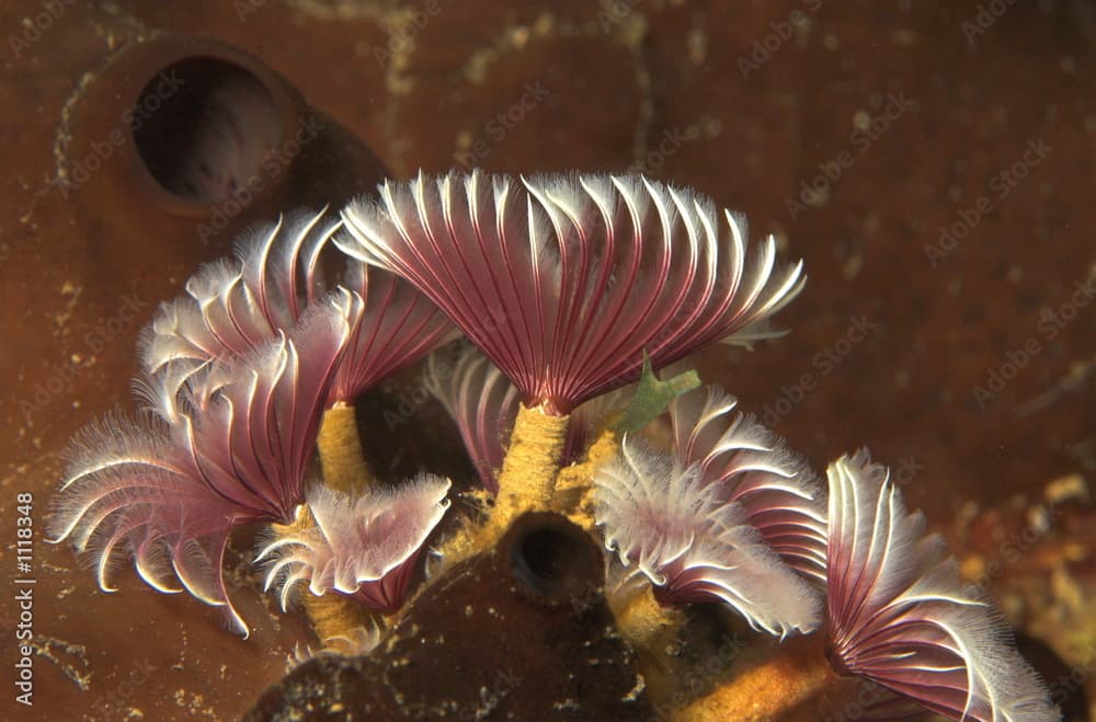 Coral worm · Salmacina dysteri · Reeflings Library