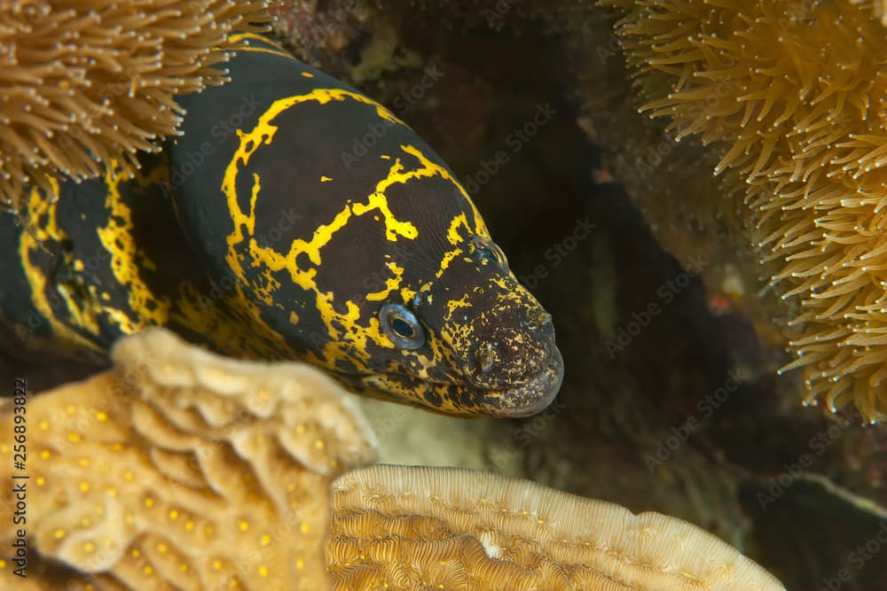 Chained moray · Echidna catenata · Reeflings Library