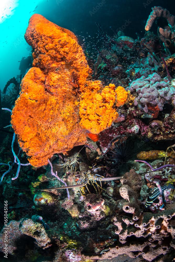 elephant ear sponge · Spongia agaricina · Reeflings Library