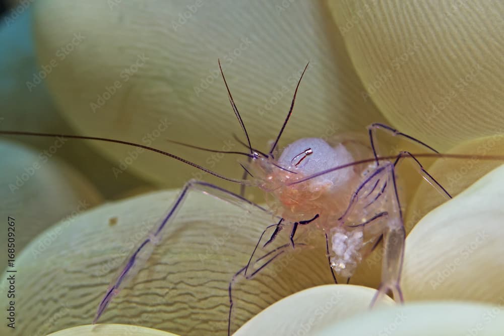 Bubble coral shrimp · Vir philippinensis · Reeflings Library