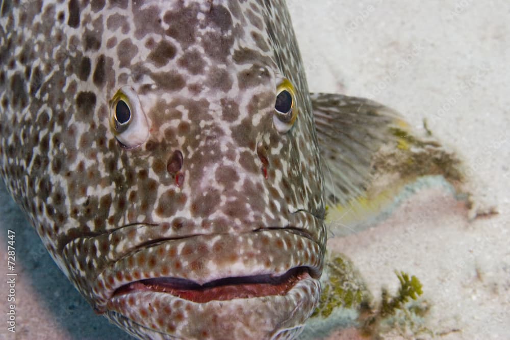 rockfish · Mycteroperca venenosa · Reeflings Library