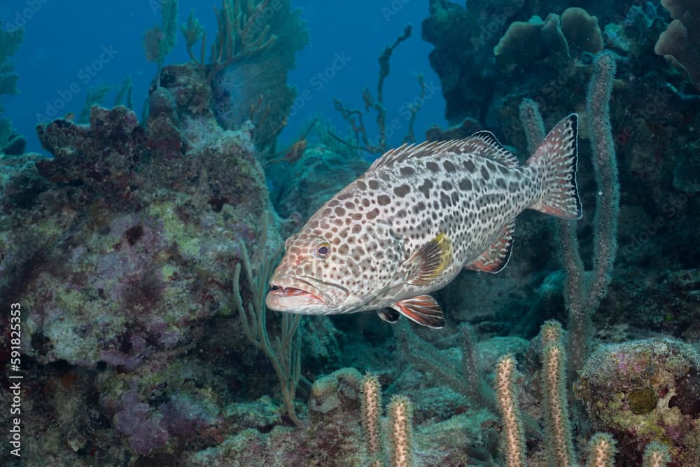 rockfish · Mycteroperca venenosa · Reeflings Library