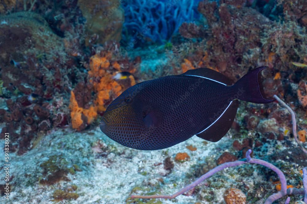 Black triggerfish · Melichthys niger · Reeflings Library