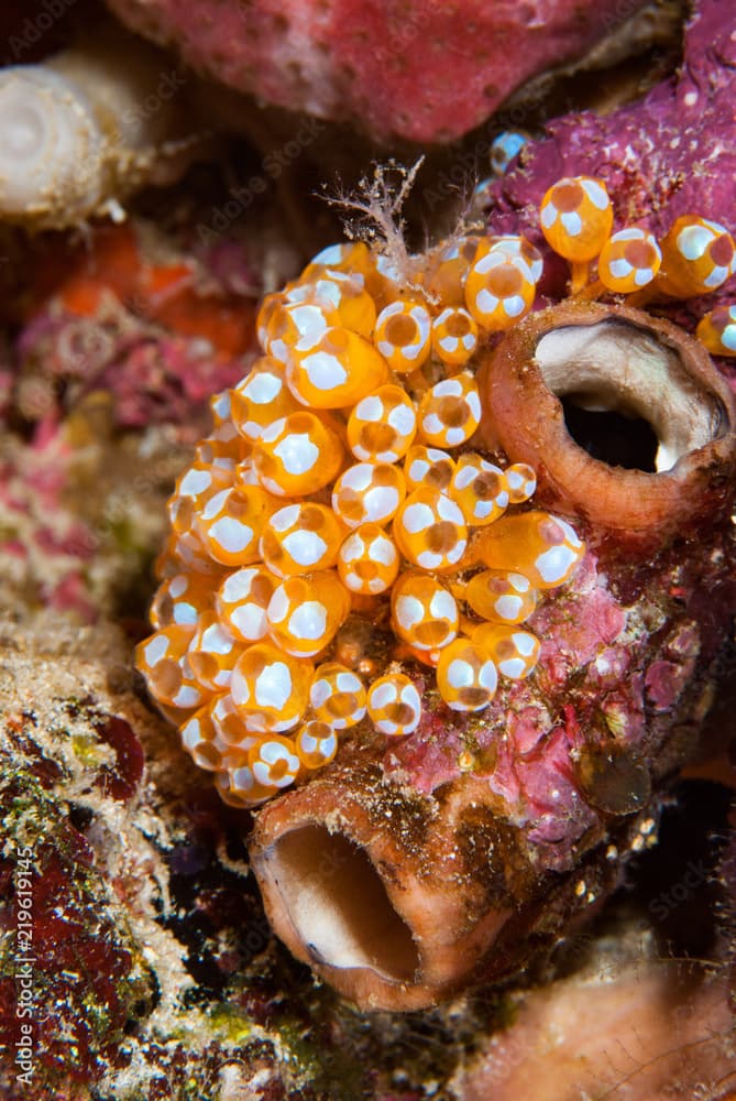 Giant Tunicate · Polycarpa contecta · Reeflings Library