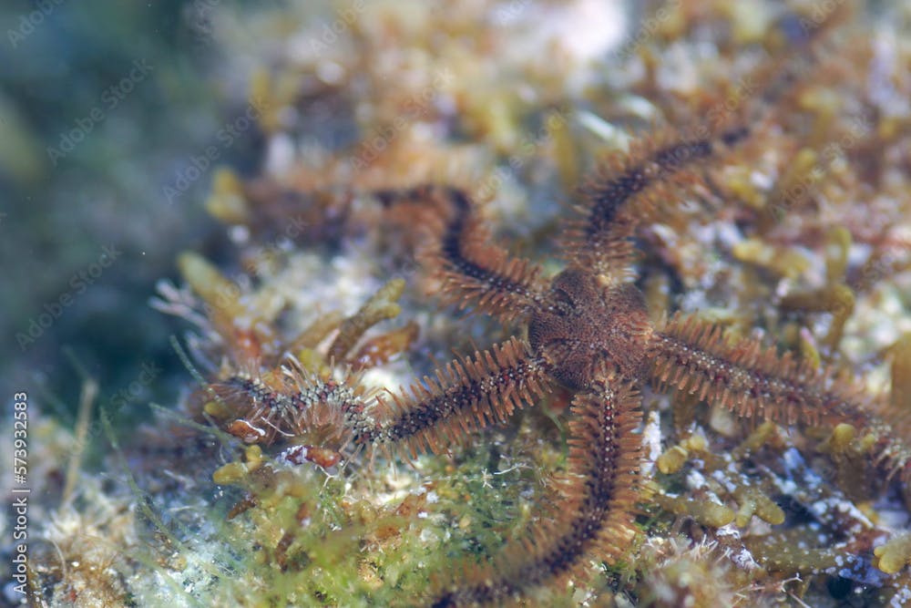 common brittlestar · Ophiothrix fragilis · Reeflings Library