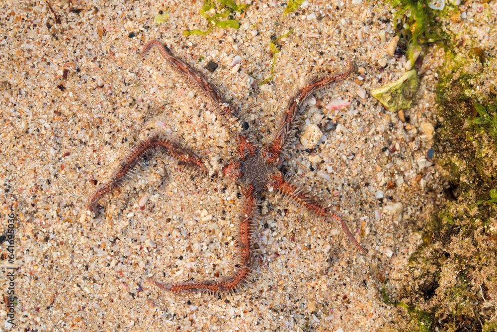 common brittlestar · Ophiothrix fragilis · Reeflings Library