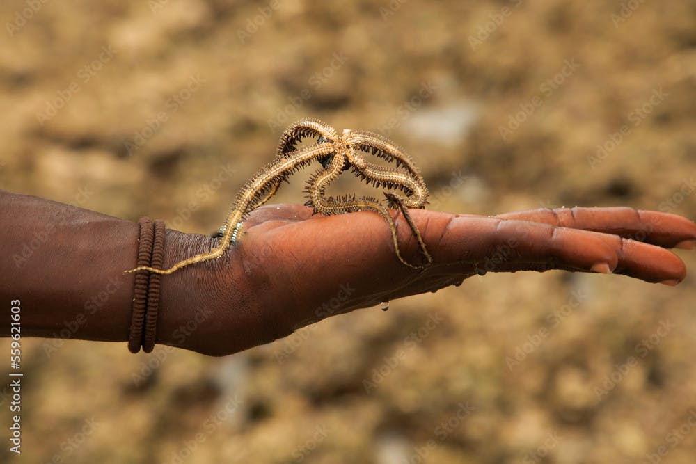 common brittlestar · Ophiothrix fragilis · Reeflings Library